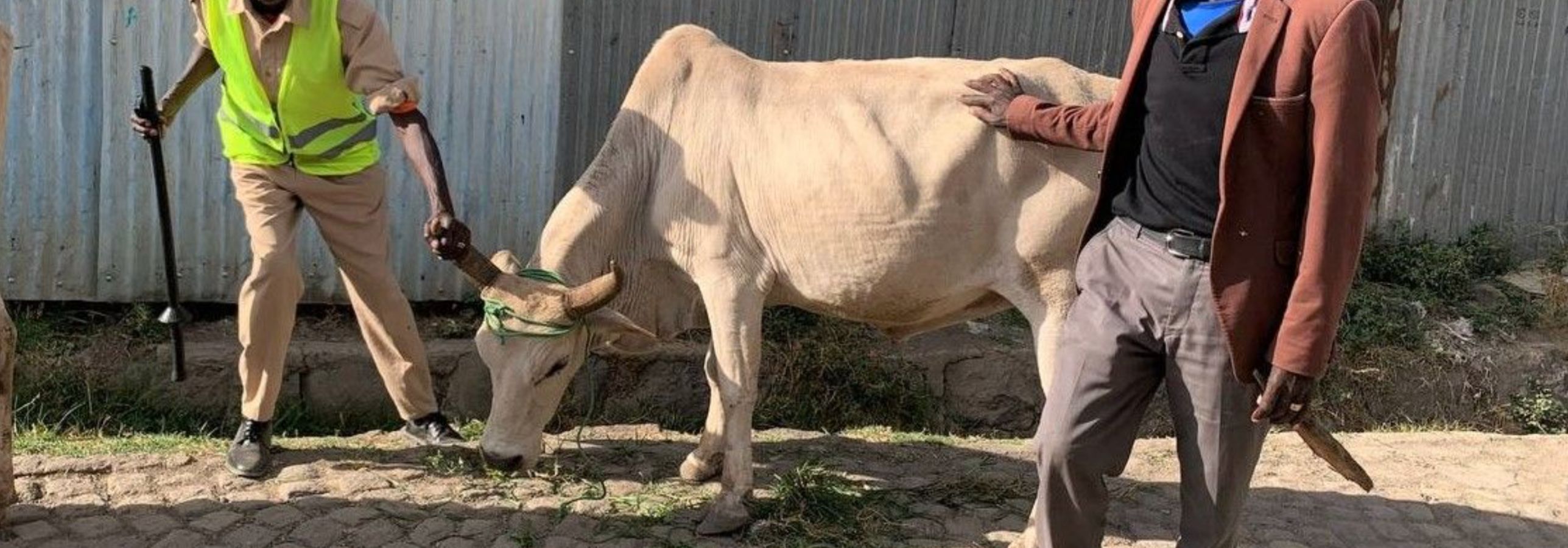 Melkam Gena! A Christmas Cow! :: Hope For Korah